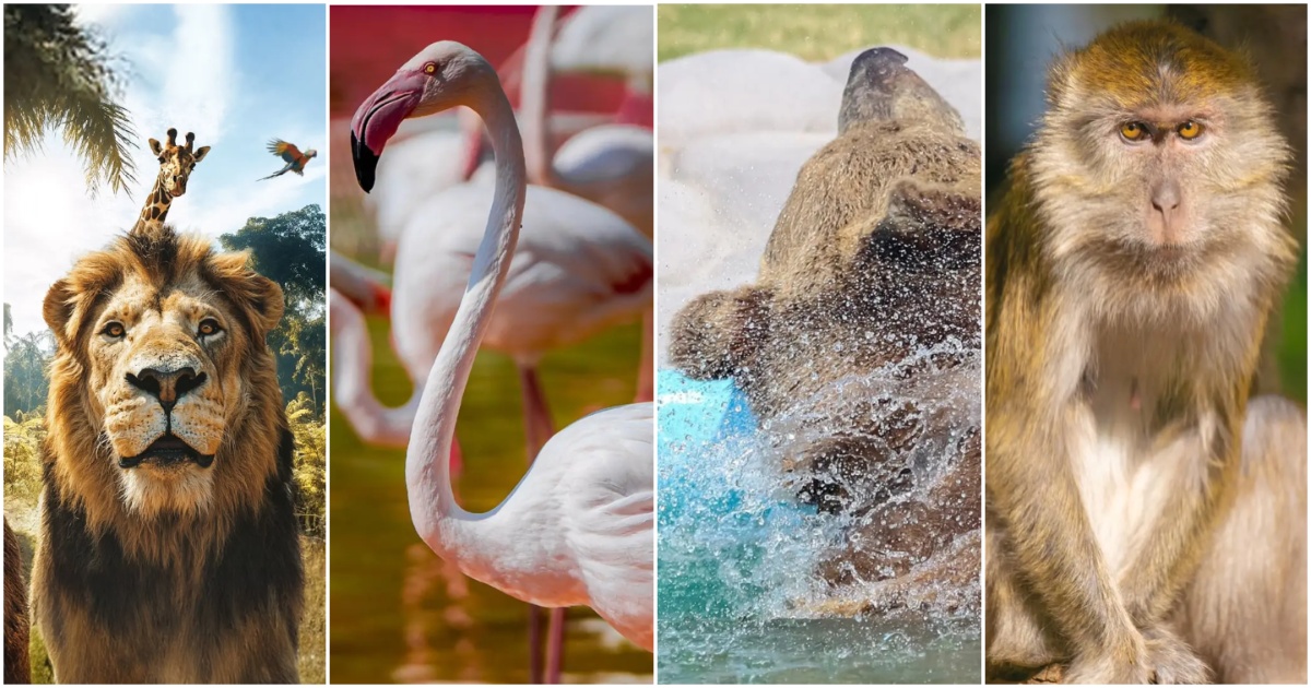 Riyadh Zoo 2024 is opening its doors tomorrow