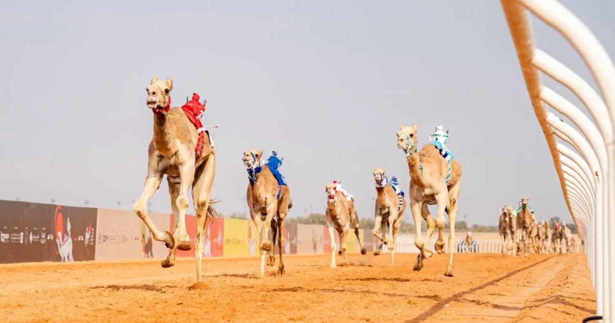 Check out the Custodian of the Two Holy Mosques Camel Festival 2026