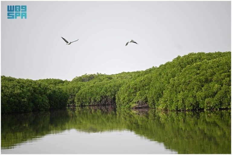 6 Saudi Arabia nature reserves added to global conservation list
