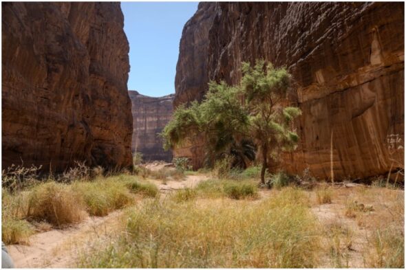 6 Saudi Arabia nature reserves added to global conservation list